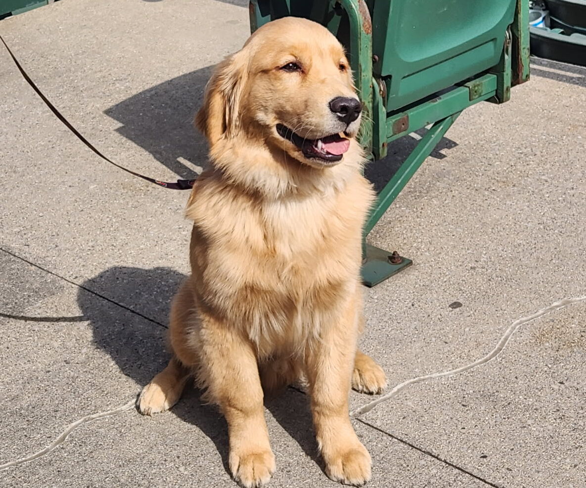 Bruce the Bat Dog to appear on NBC, MLB Network on Wednesday - Pickin ...